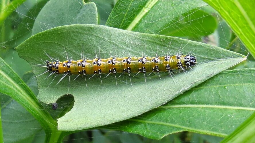 Genista Broom Moth Caterpillar