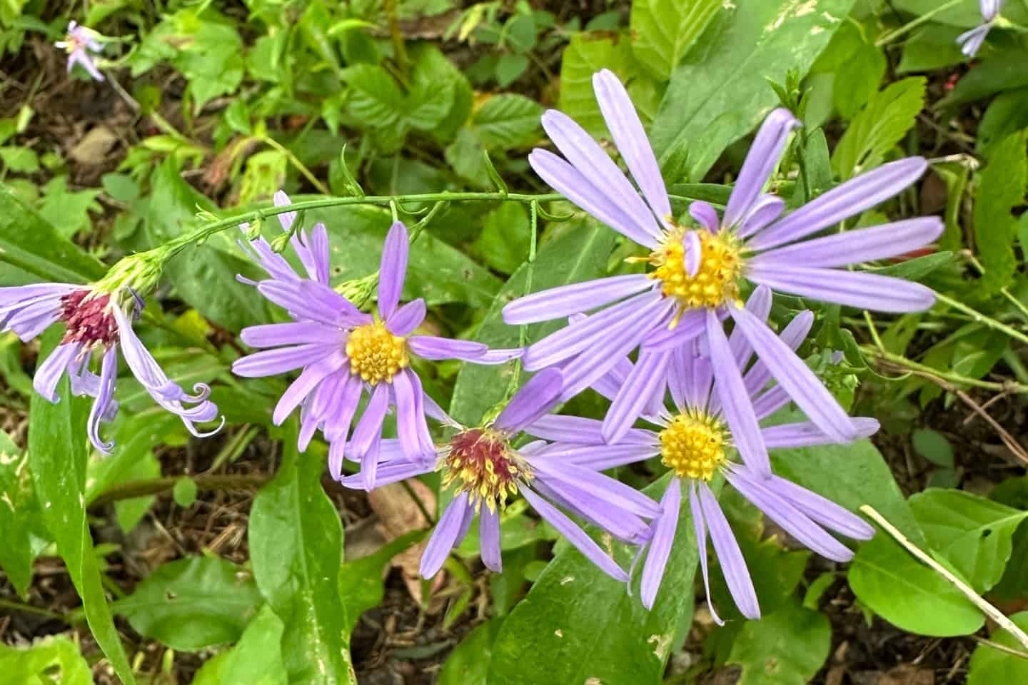Fall Is For... Flowers