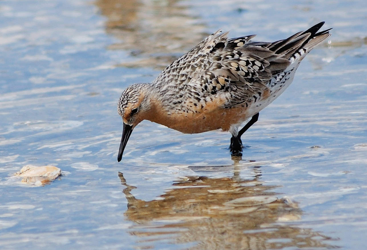 What Bird Makes The Longest Migration?