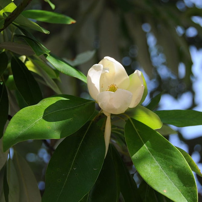 Sweetbay Magnolia (Magnolia virginiana 'Green Shadow')