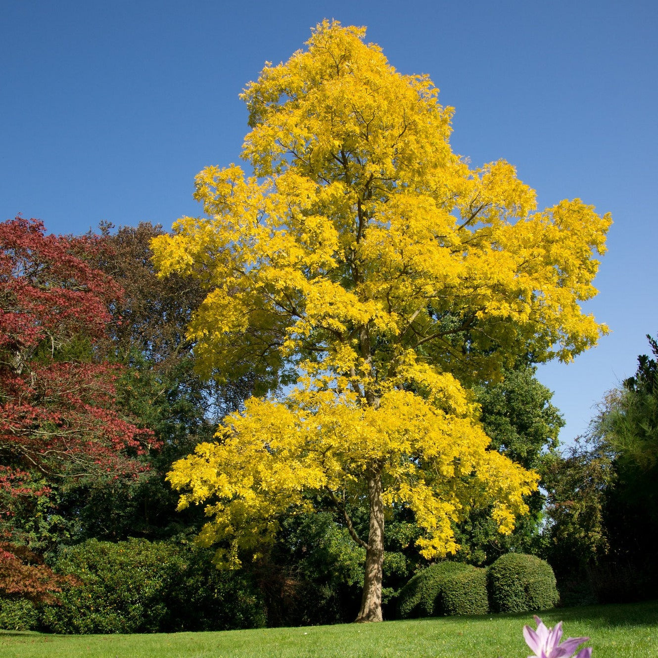 Black Locust | Robinia pseudoacacia 'Frisia'