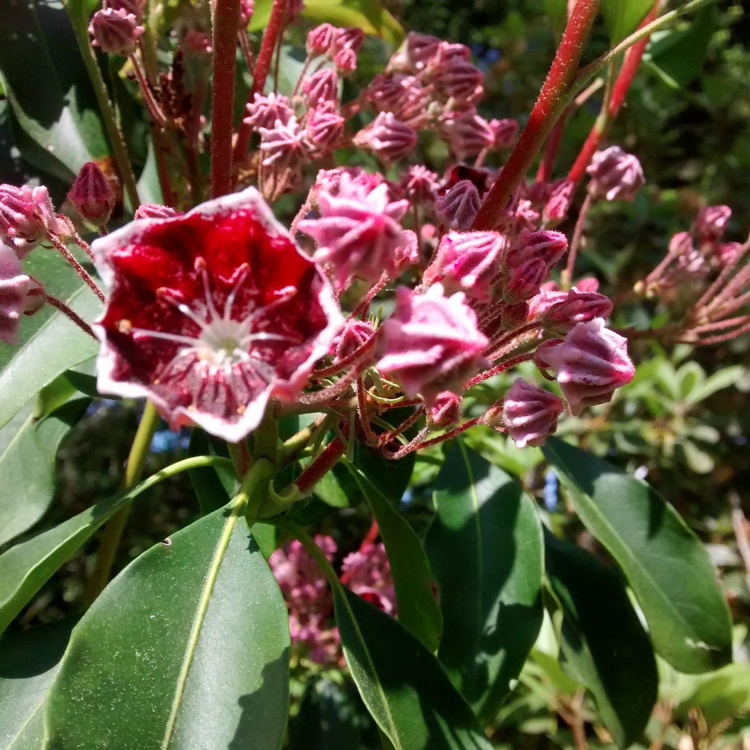 Kalmia Latifolia Leaves