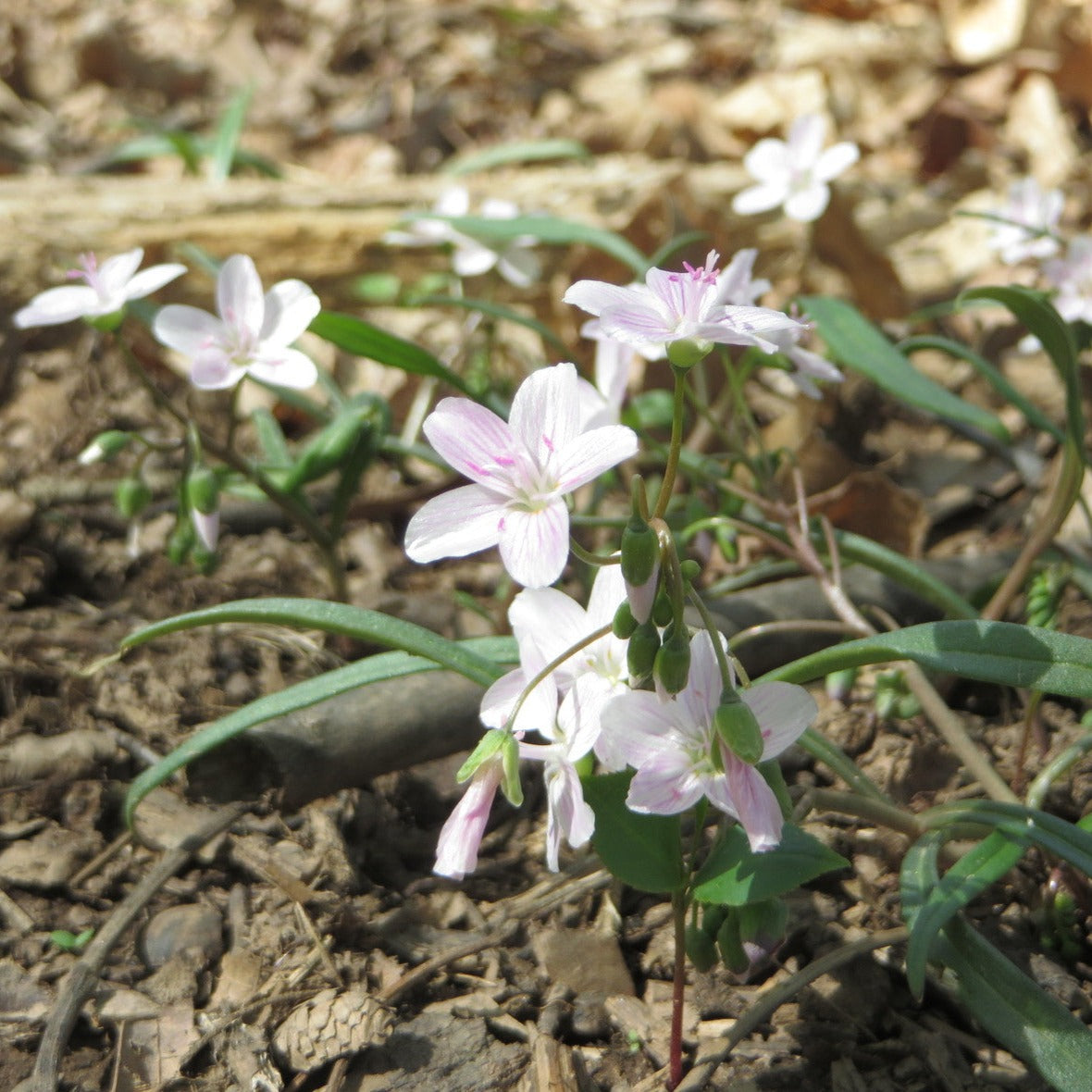 Spring Beauty (Claytonia virginica)