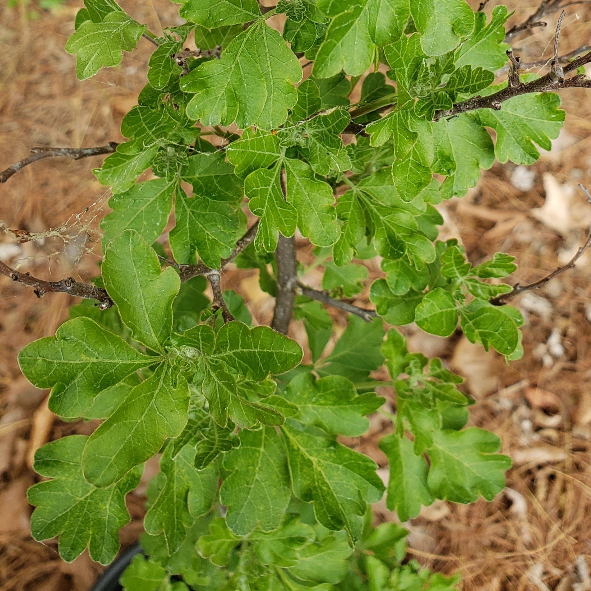 Fragrant Sumac (Rhus aromatica 'Lacette')