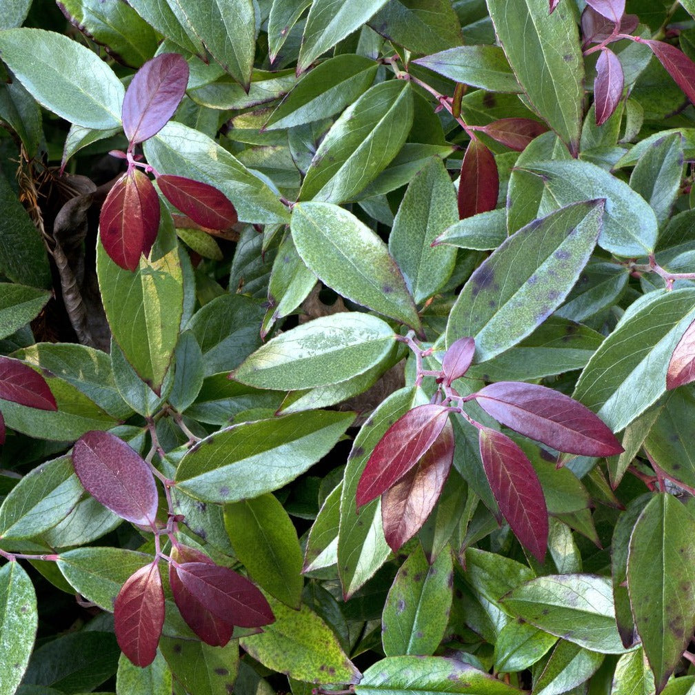 Coastal Doghobble (Leucothoe axillaris 'ReJoyce')