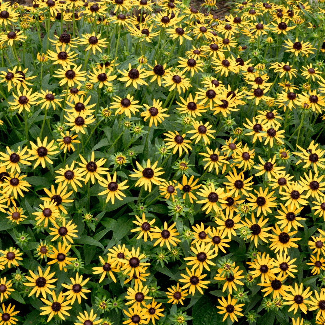 Orange Coneflower (Rudbeckia fulgida 'Little Goldstar')