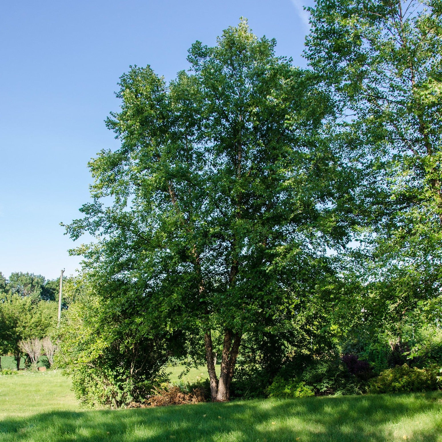River Birch (Betula nigra 'Dickinson' Northern Tribute®)
