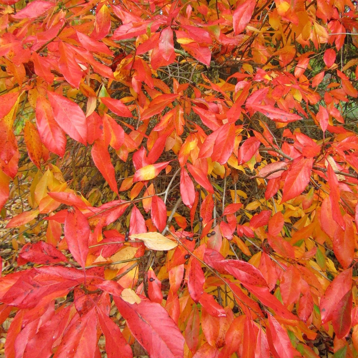 Black Tupelo (Nyssa sylvatica 'NSMTF Red Splyndor™')