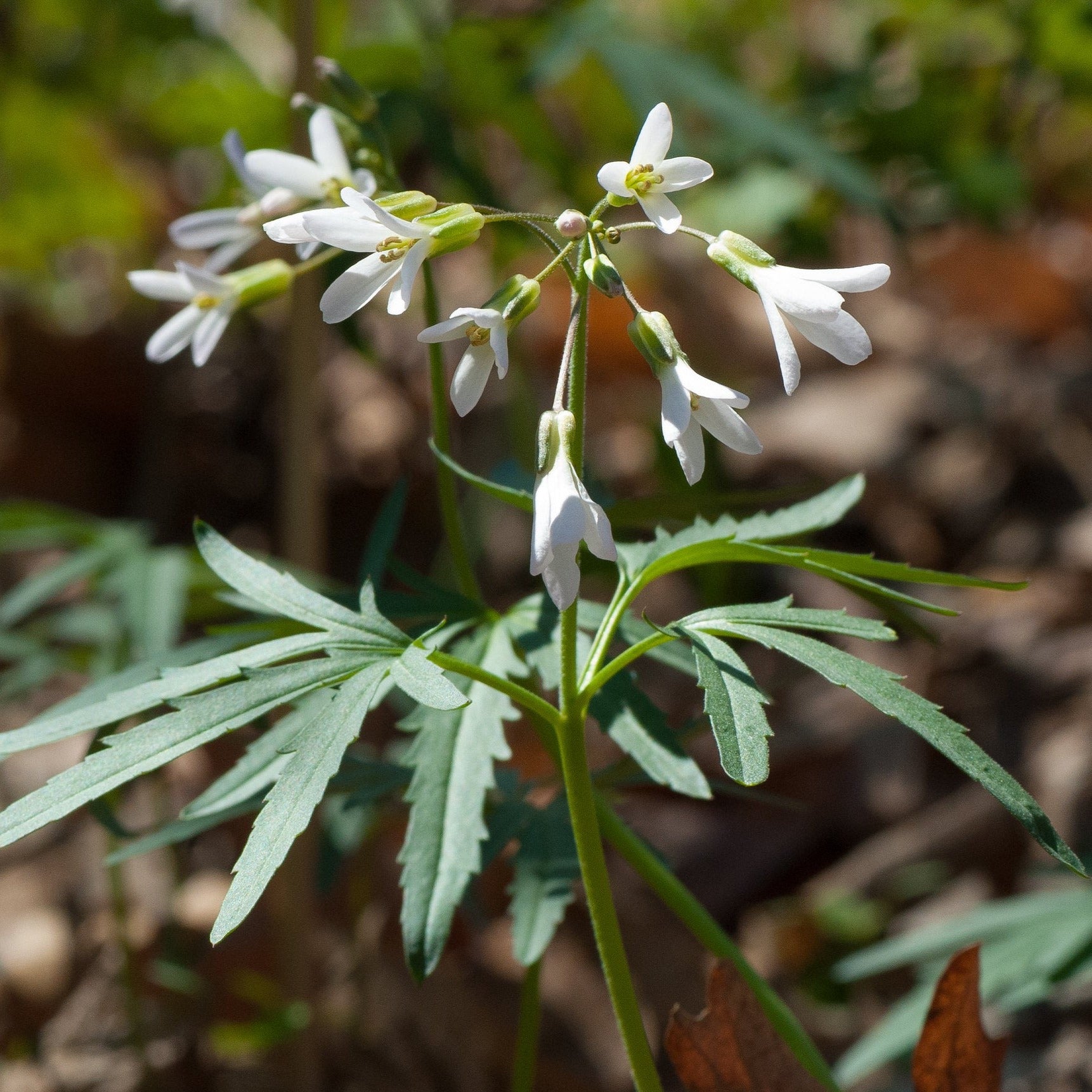Cutleaf Toothwort (Cardamine concatenata)