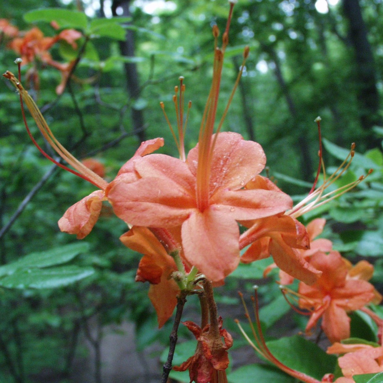 Flame Azalea | Rhododendron flammeum 'Nicole'