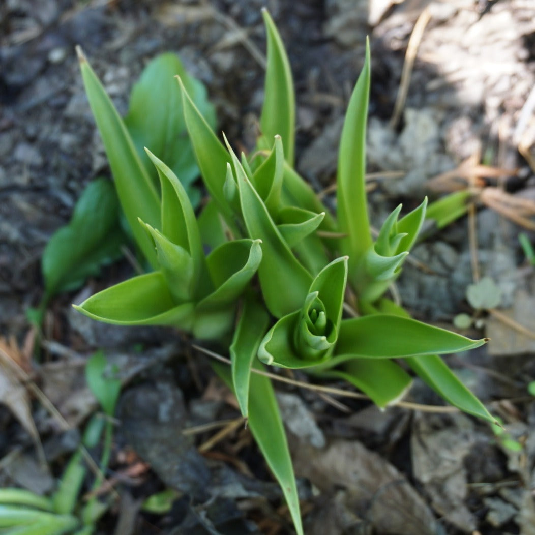 Eastern Agave (Manfreda virginica)