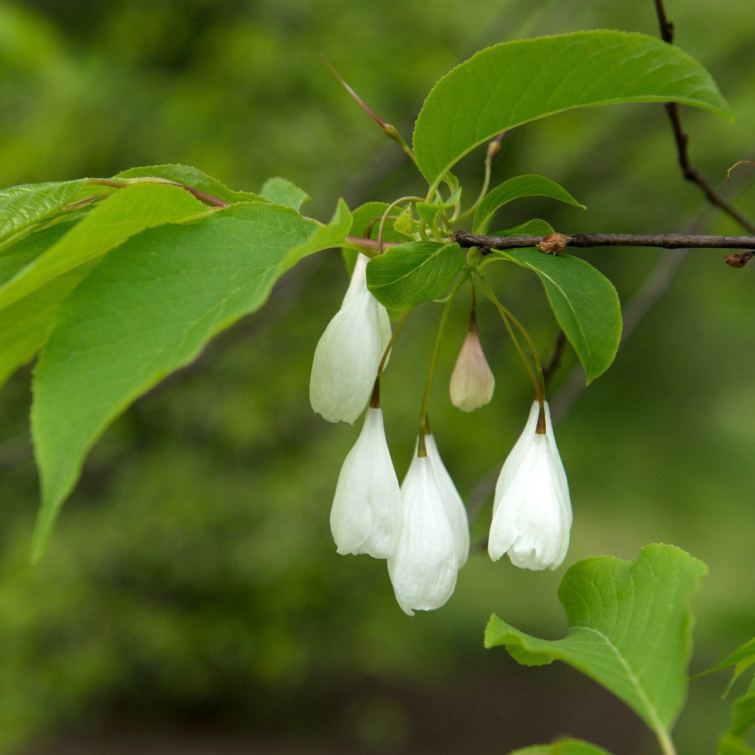 Variegated Mountain Silverbell (Halesia tetraptera 'Silver Splash')