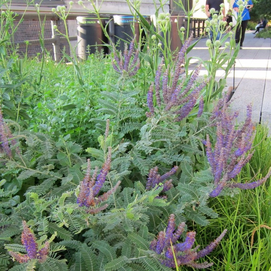 Lead Plant (Amorpha canescens)