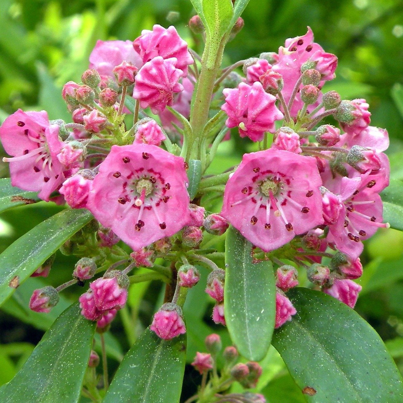 Sheep Laurel (Kalmia angustifolia 'Royal Dwarf')