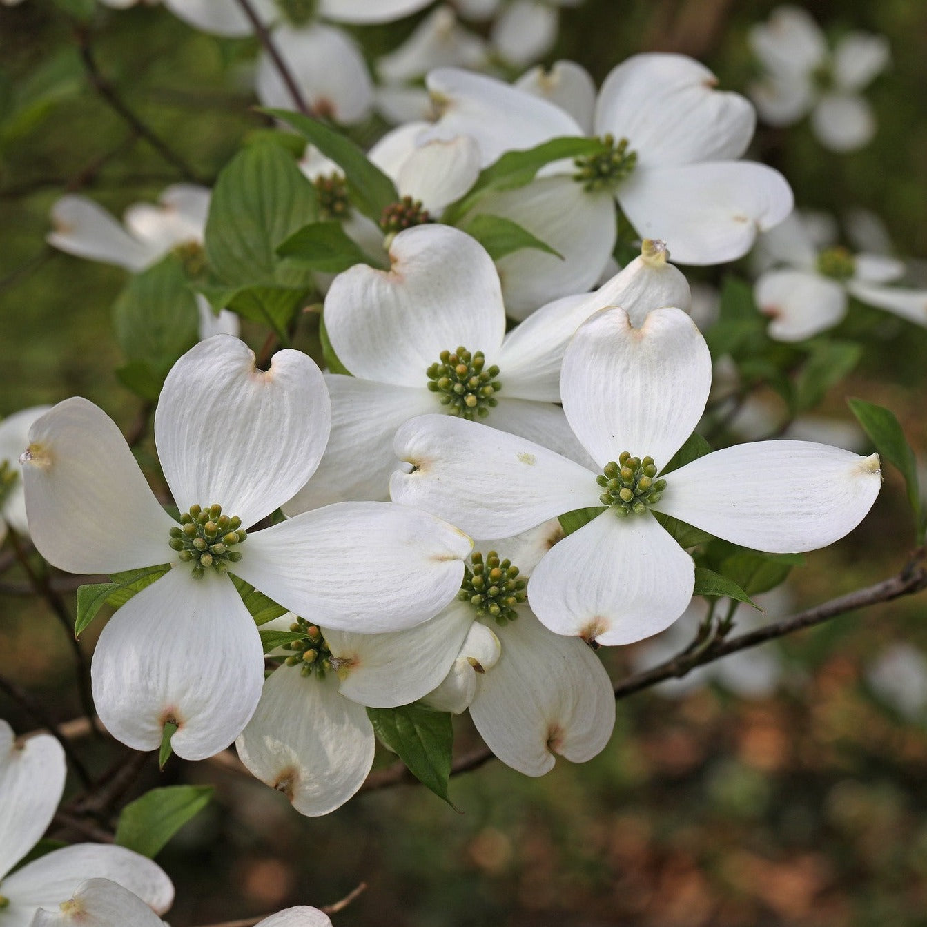 Flowering Dogwood (Cornus florida 'Cherokee Princess')