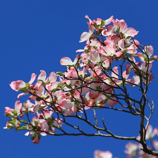 Flowering Dogwood (Cornus florida 'Appalachian Blush')