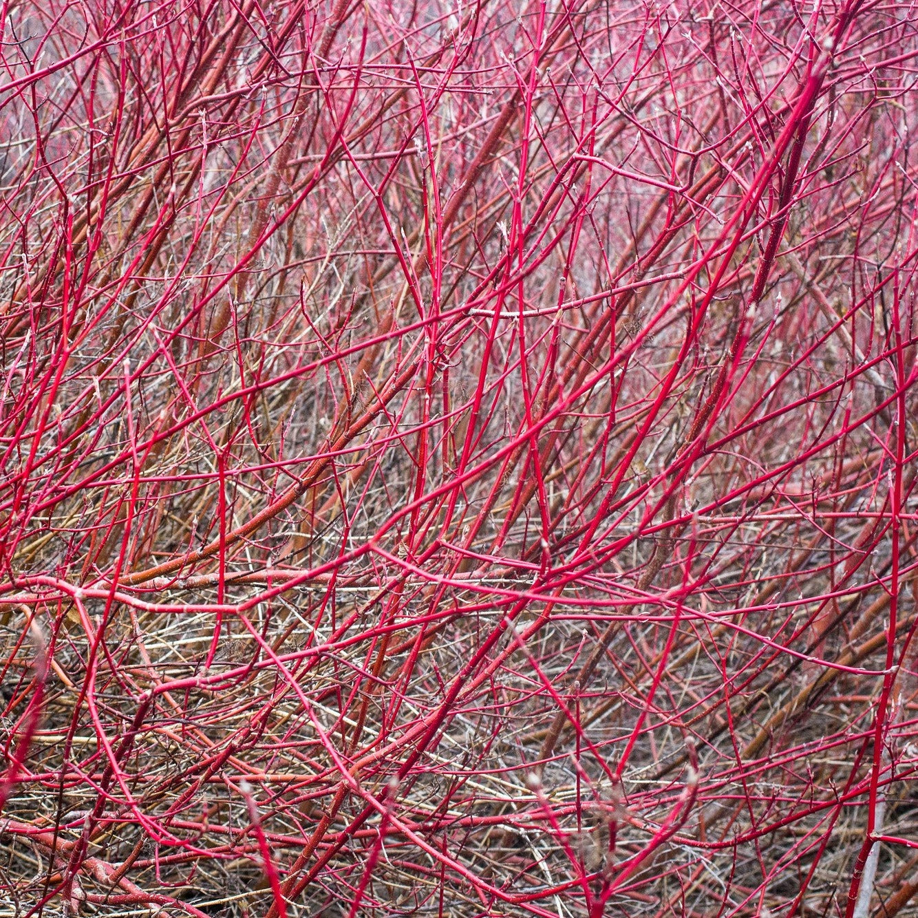 Dwarf Red Twig Dogwood (Cornus sericea 'Farrow' Arctic Fire®)