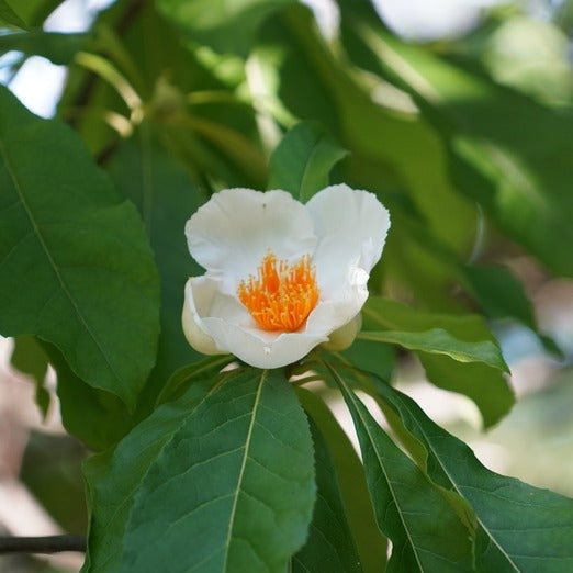 Franklin Tree (Franklinia alatamaha)