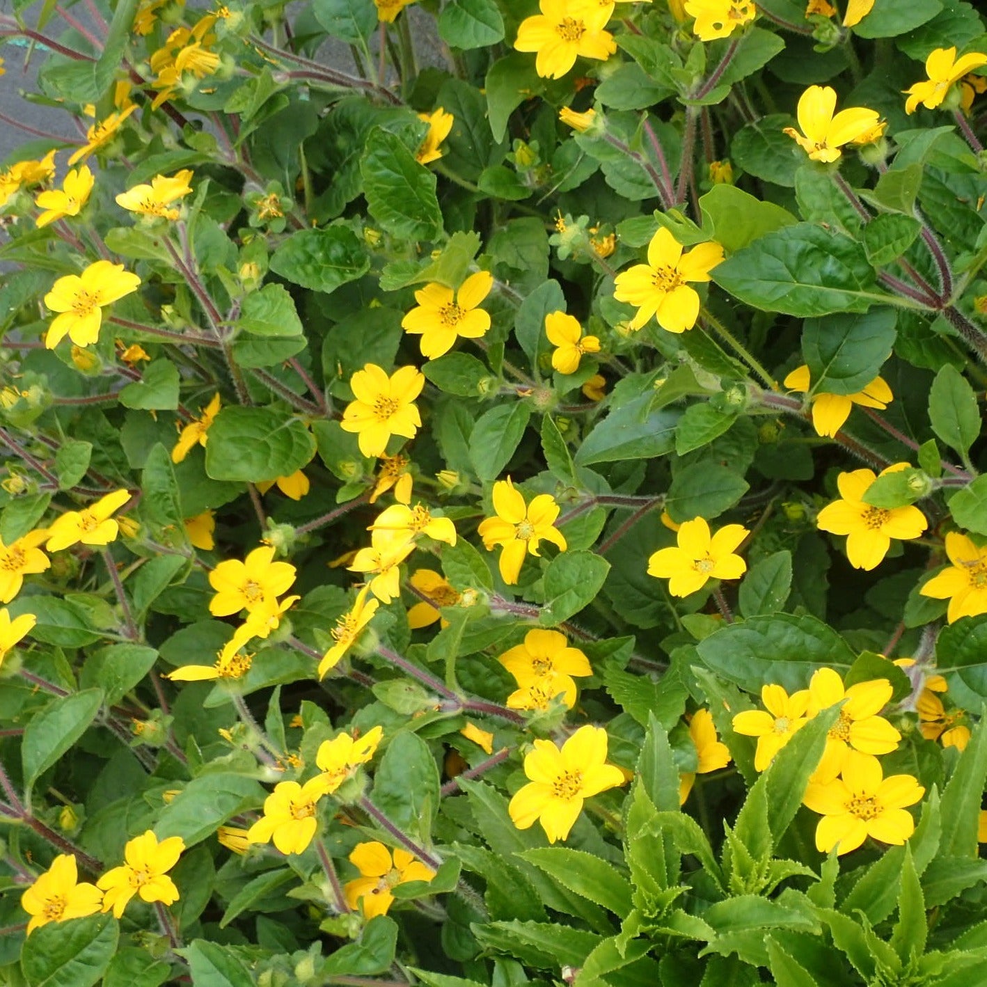 Green and Gold (Chrysogonum virginianum 'Superstar')