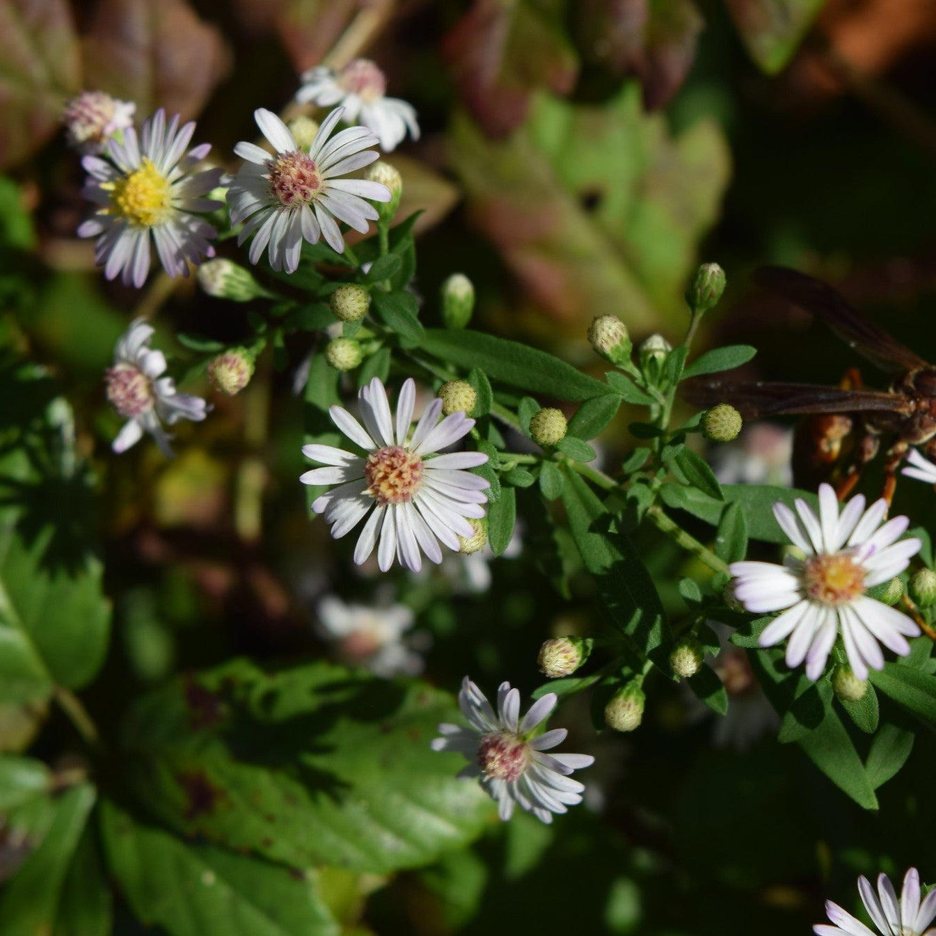 Calico Aster (Symphyotrichum lateriflorum)