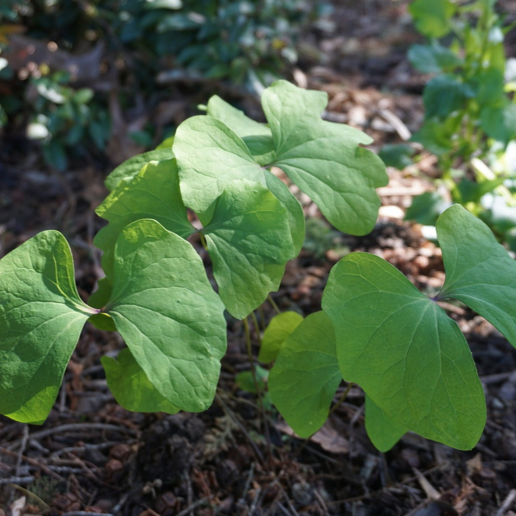 Twinleaf (Jeffersonia diphylla)