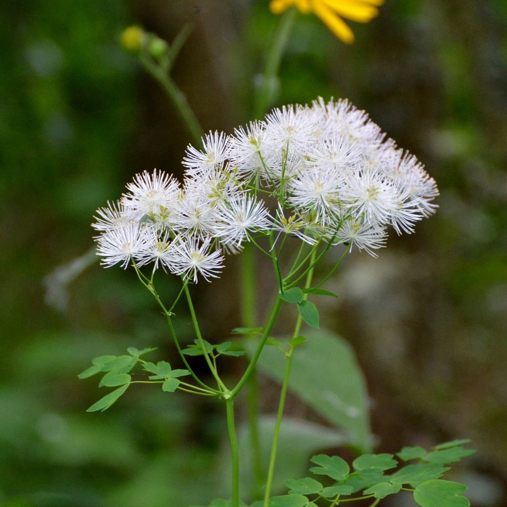Tall Meadow Rue (Thalictrum pubescens)