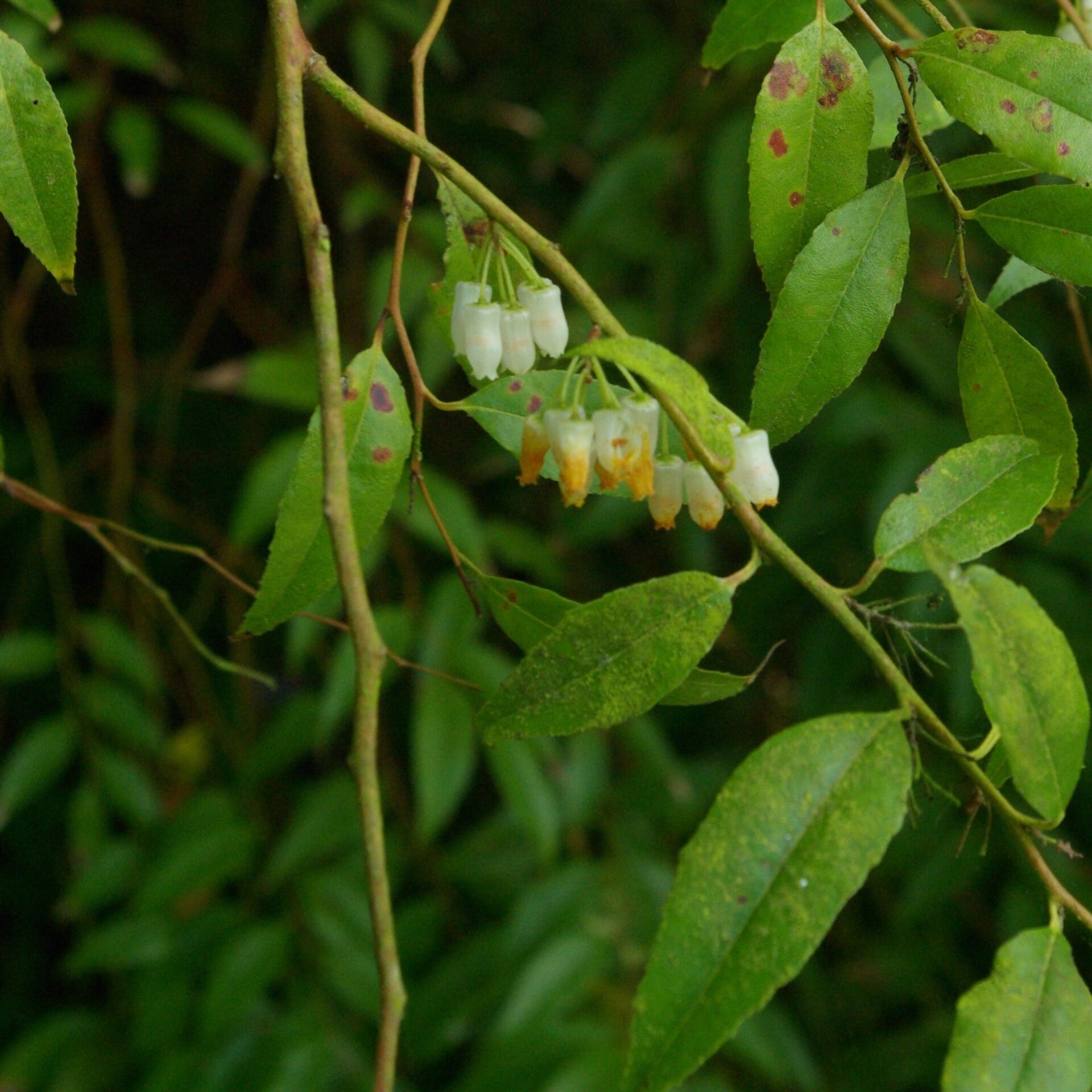 Florida Hobblebush (Agarista populifolia)