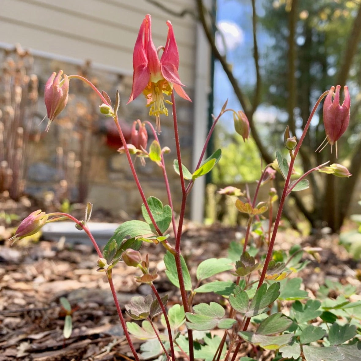Eastern Red Columbine (Aquilegia canadensis 'Little Lanterns')