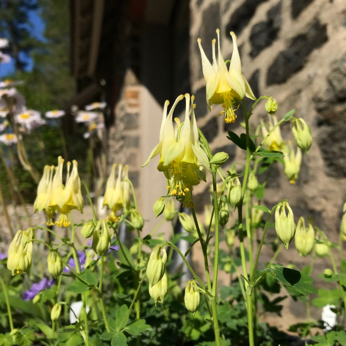 Yellow Columbine (Aquilegia canadensis 'Corbett')