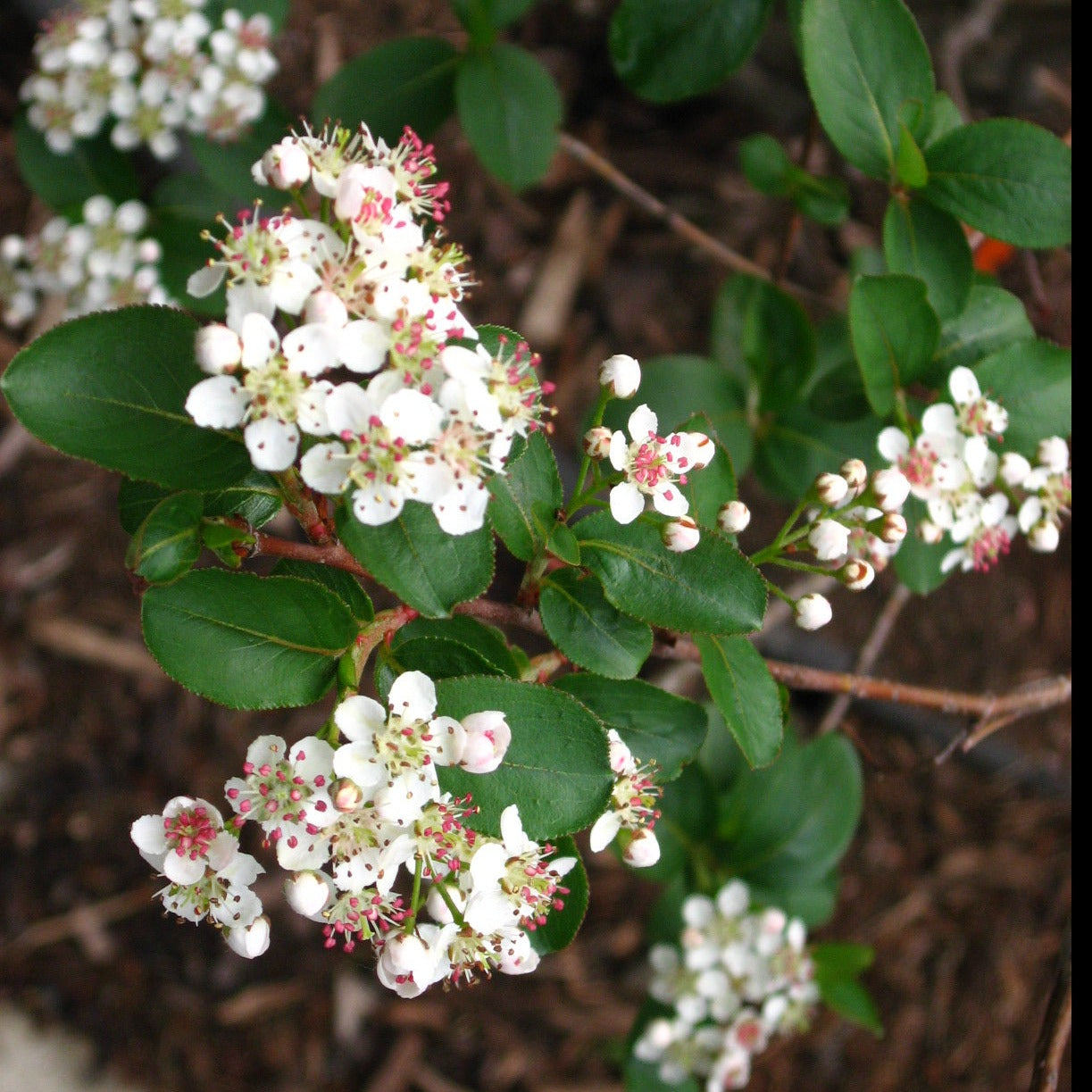 Dwarf Black Chokeberry (Aronia melanocarpa 'UCONNAM012' Ground Hug®)