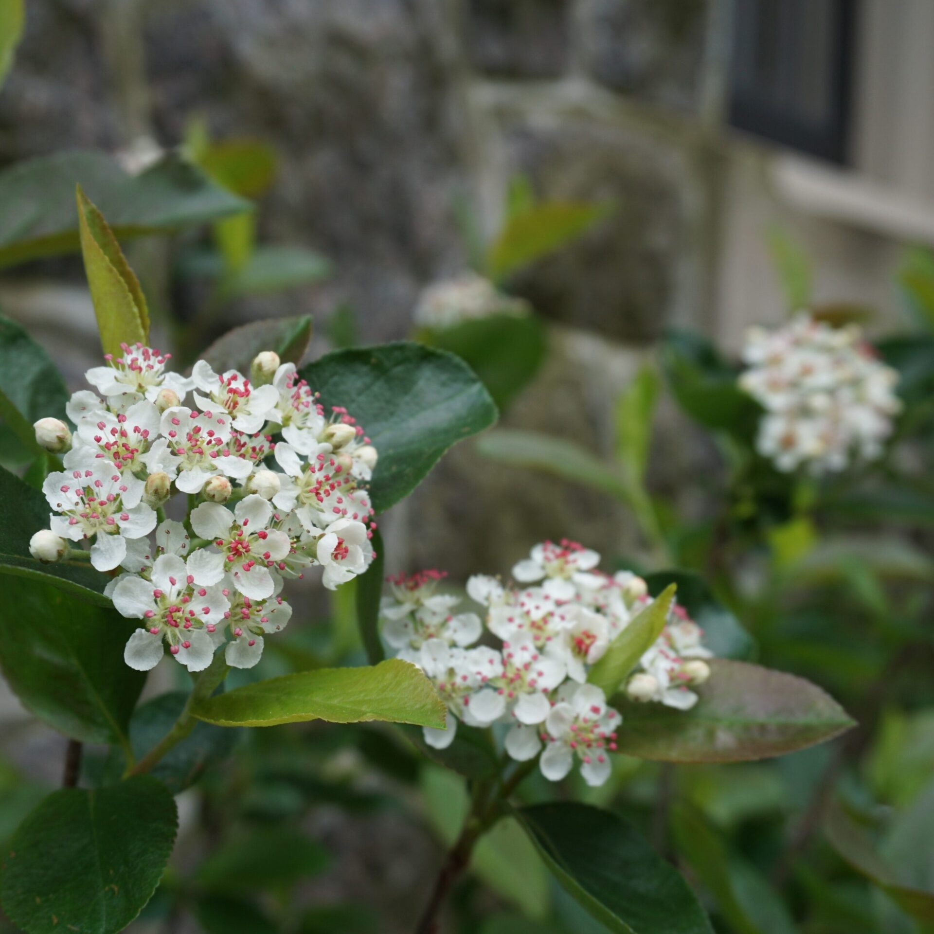 Dwarf Black Chokeberry (Aronia melanocarpa 'UCONNAM165' Low Scape Mound®)