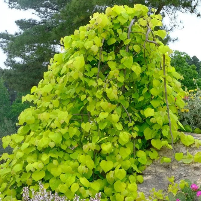 Eastern Redbud (Cercis canadensis 'NC2015-12' Golden Falls™)