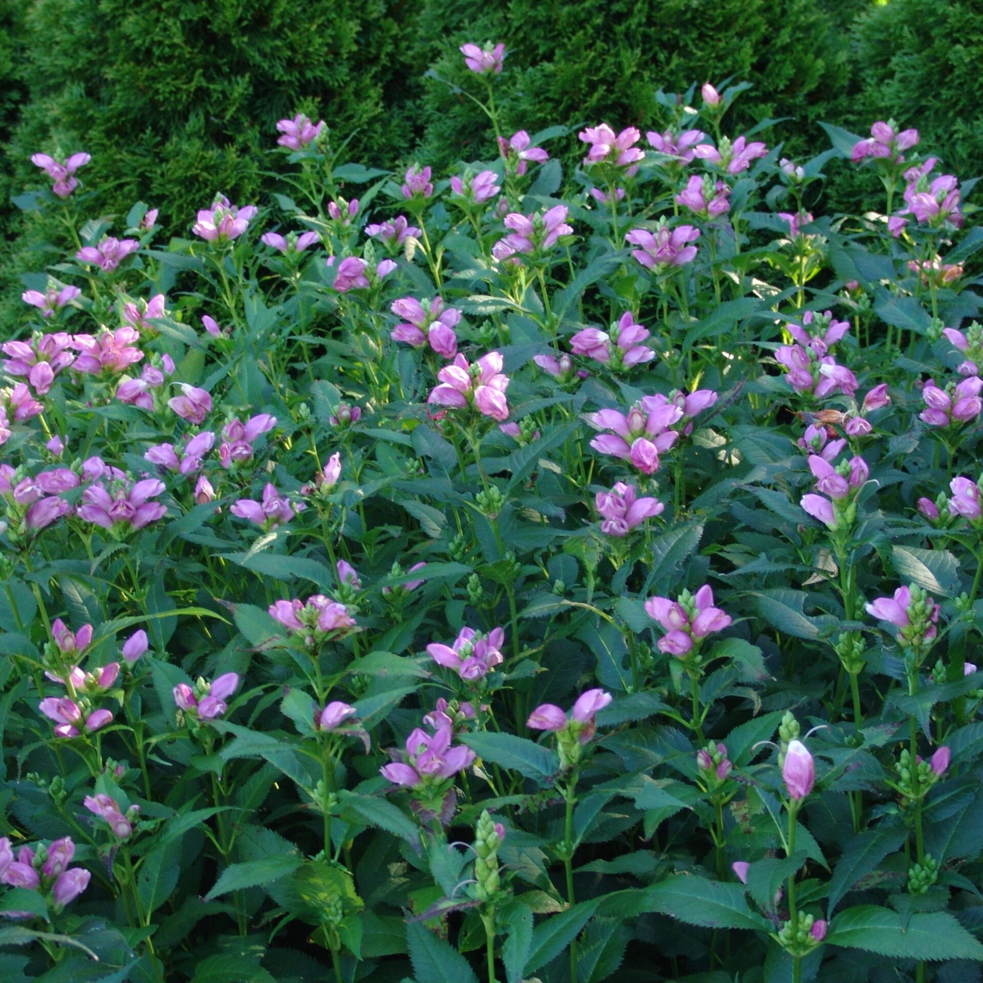 Turtlehead (Chelone lyonii 'Hot Lips')