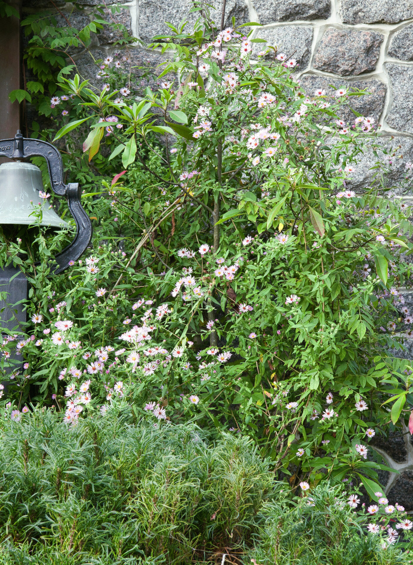 Climbing Aster (Ampelaster carolinianus)