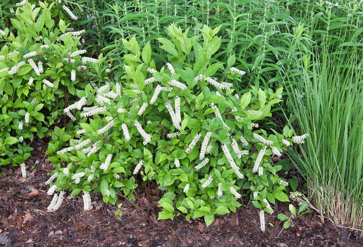 Dwarf Virginia Sweetspire (Itea virginica 'Sprich' Little Henry®)