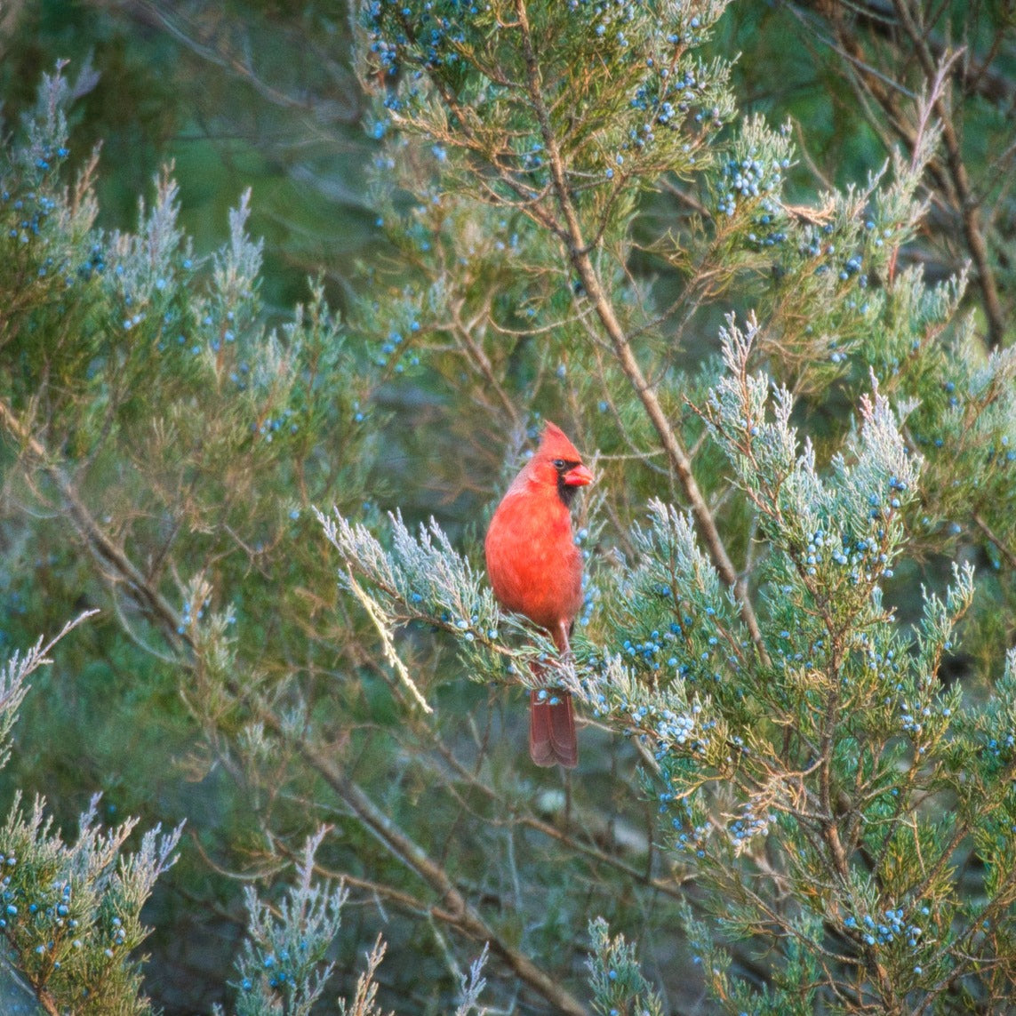 Eastern Red Cedar (Juniperus virginiana 'Burkii')
