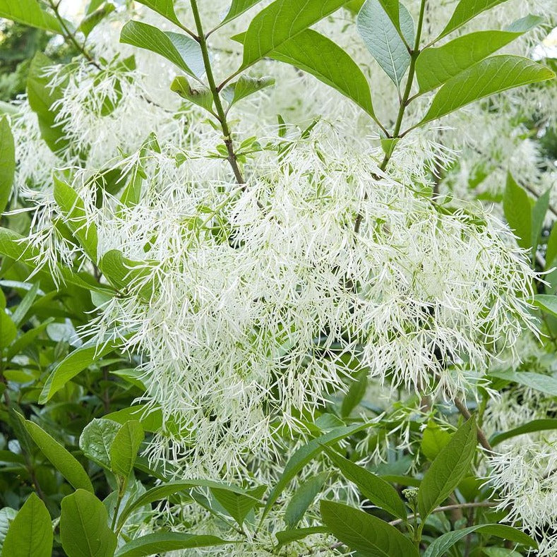 Fringe Tree (Chionanthus virginicus)