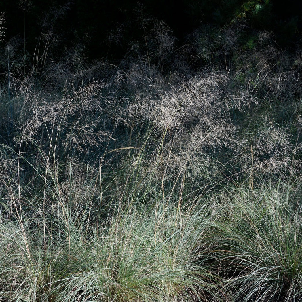 Elliott's Lovegrass (Eragrostis elliottii)