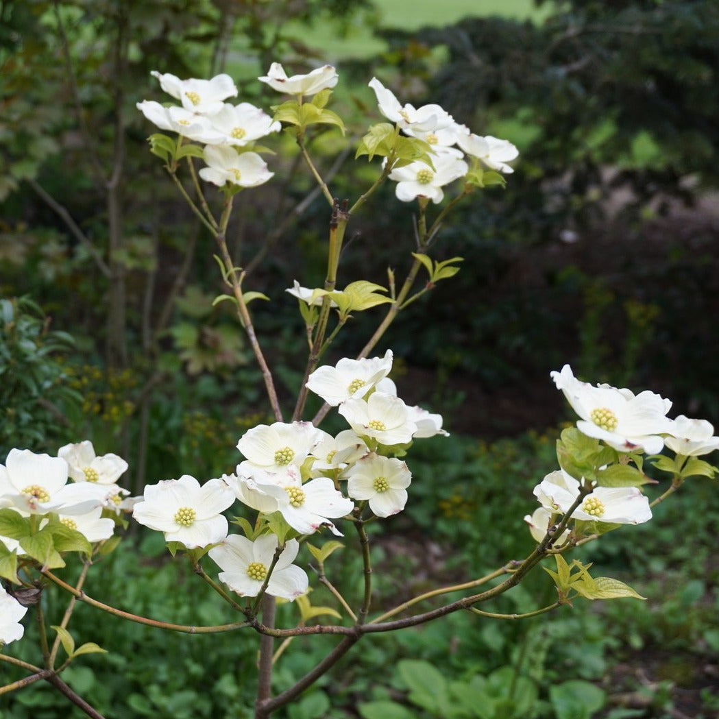 Flowering Dogwood (Cornus florida 'Appalachian Joy')