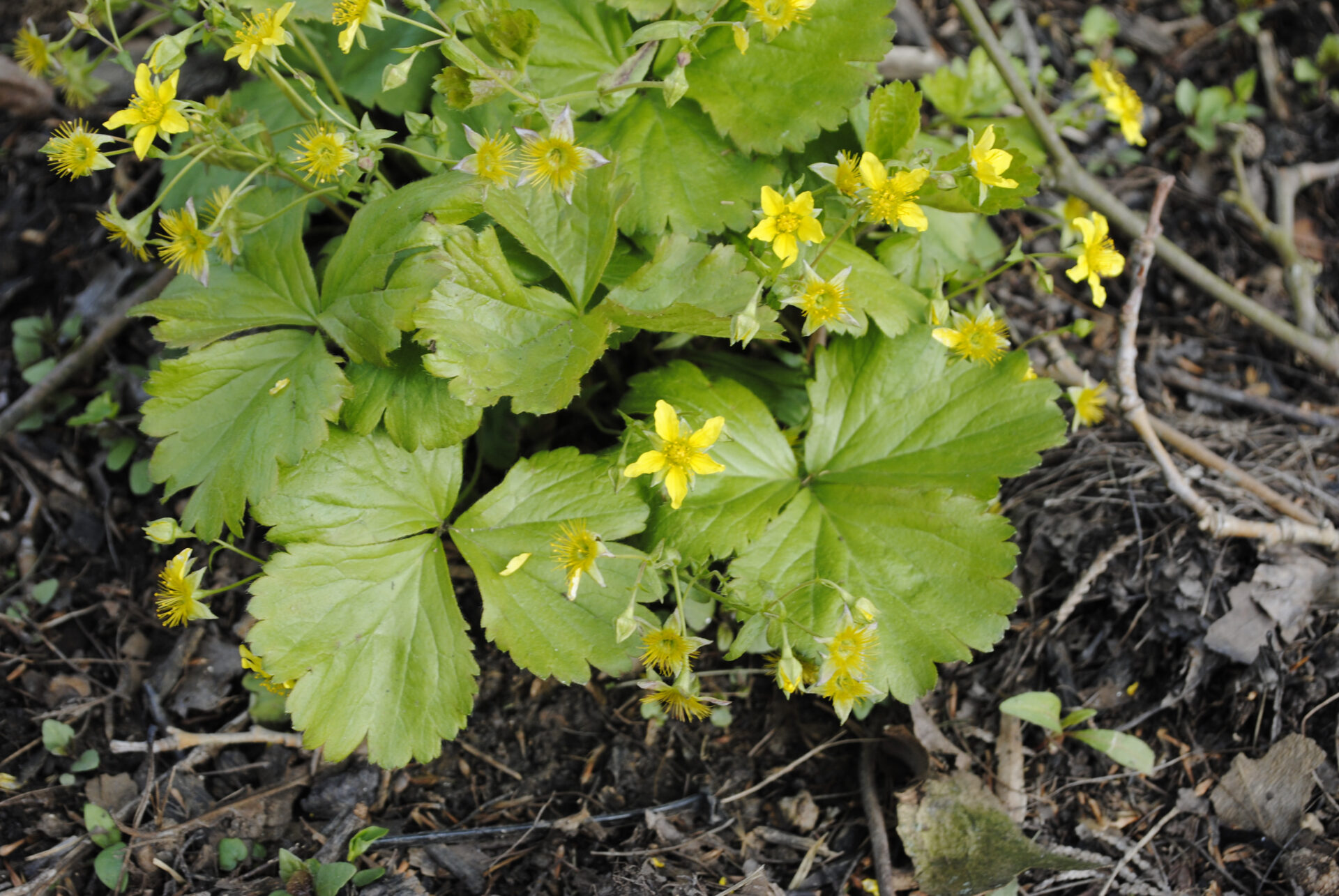 Barren Strawberry (Geum fragaroides)