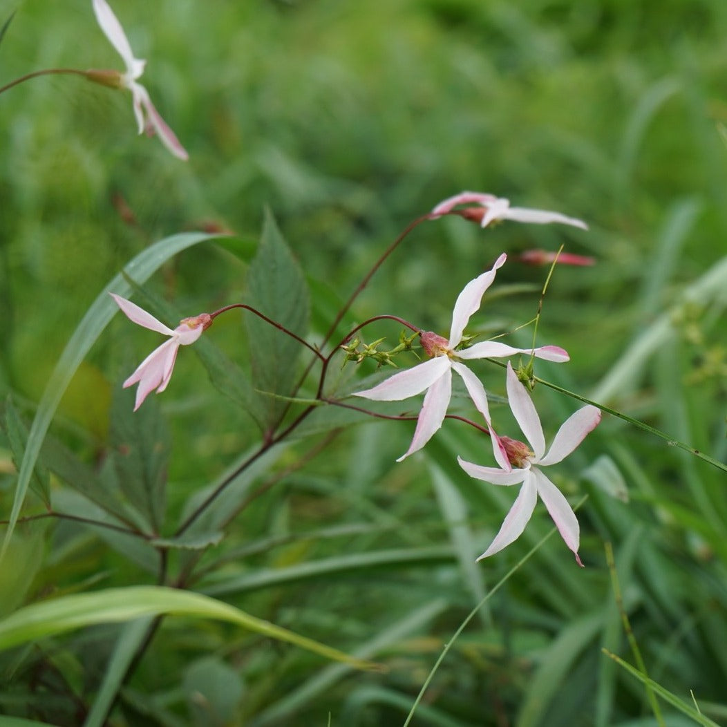 Bowman's Root (Porteranthus trifoliatus 'Pink Profusion')