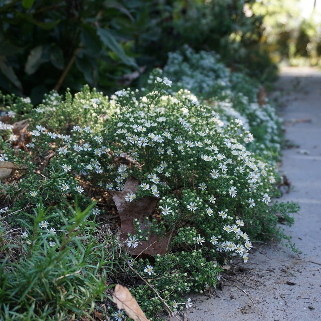 White Heath Aster (Symphyotrichum ericoides 'Snow Flurry')