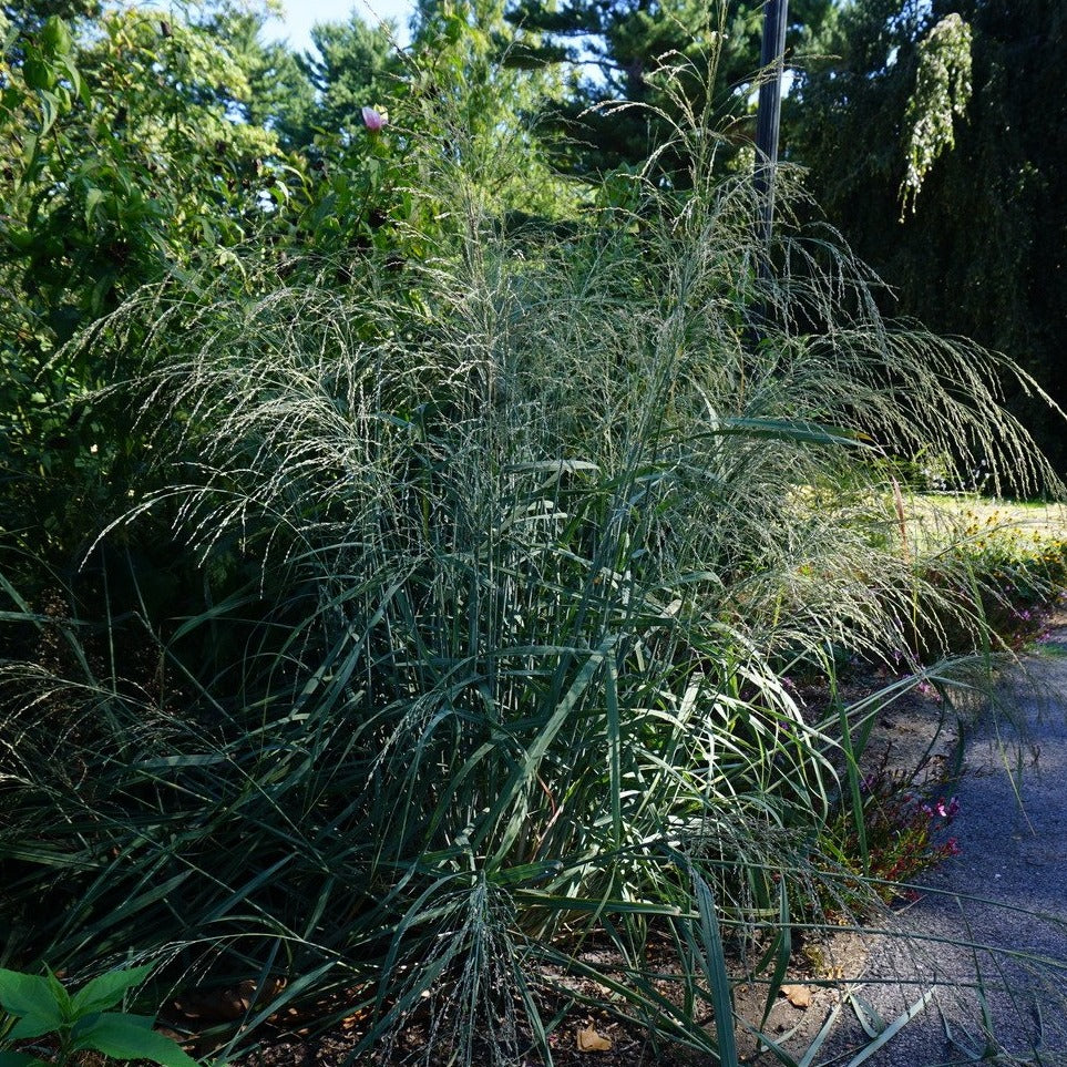 Bitter Panicgrass (Panicum amarum)