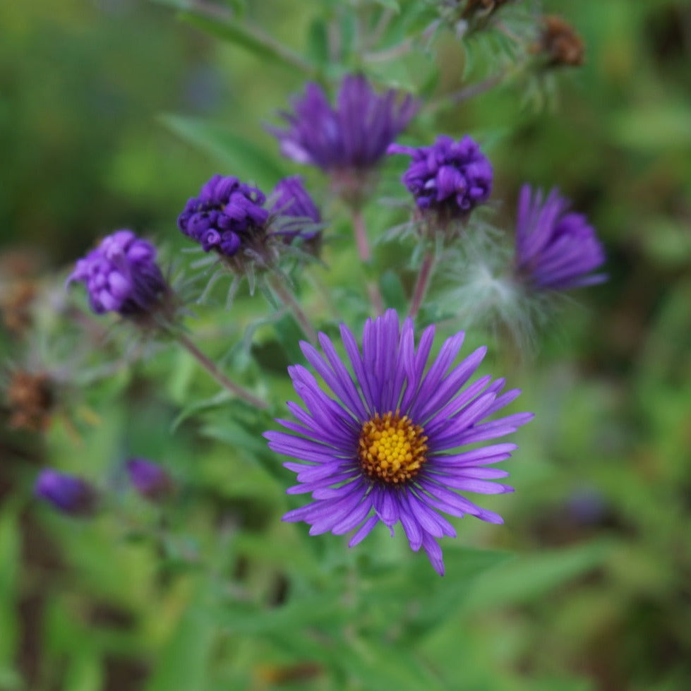 New England Aster (Symphyotrichum novae-angliae 'Grape Crush')