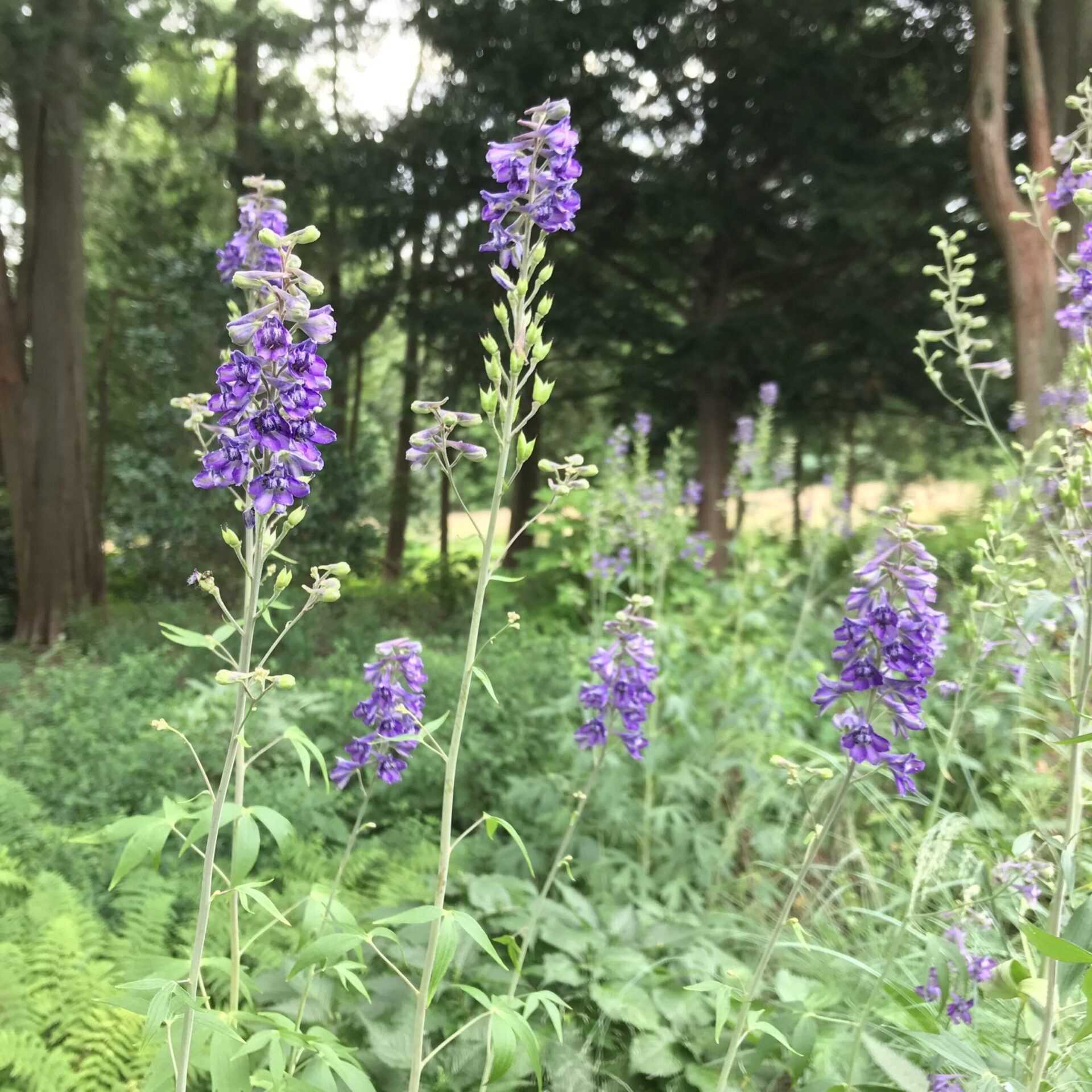 Tall Larkspur Delphinium Exaltatum