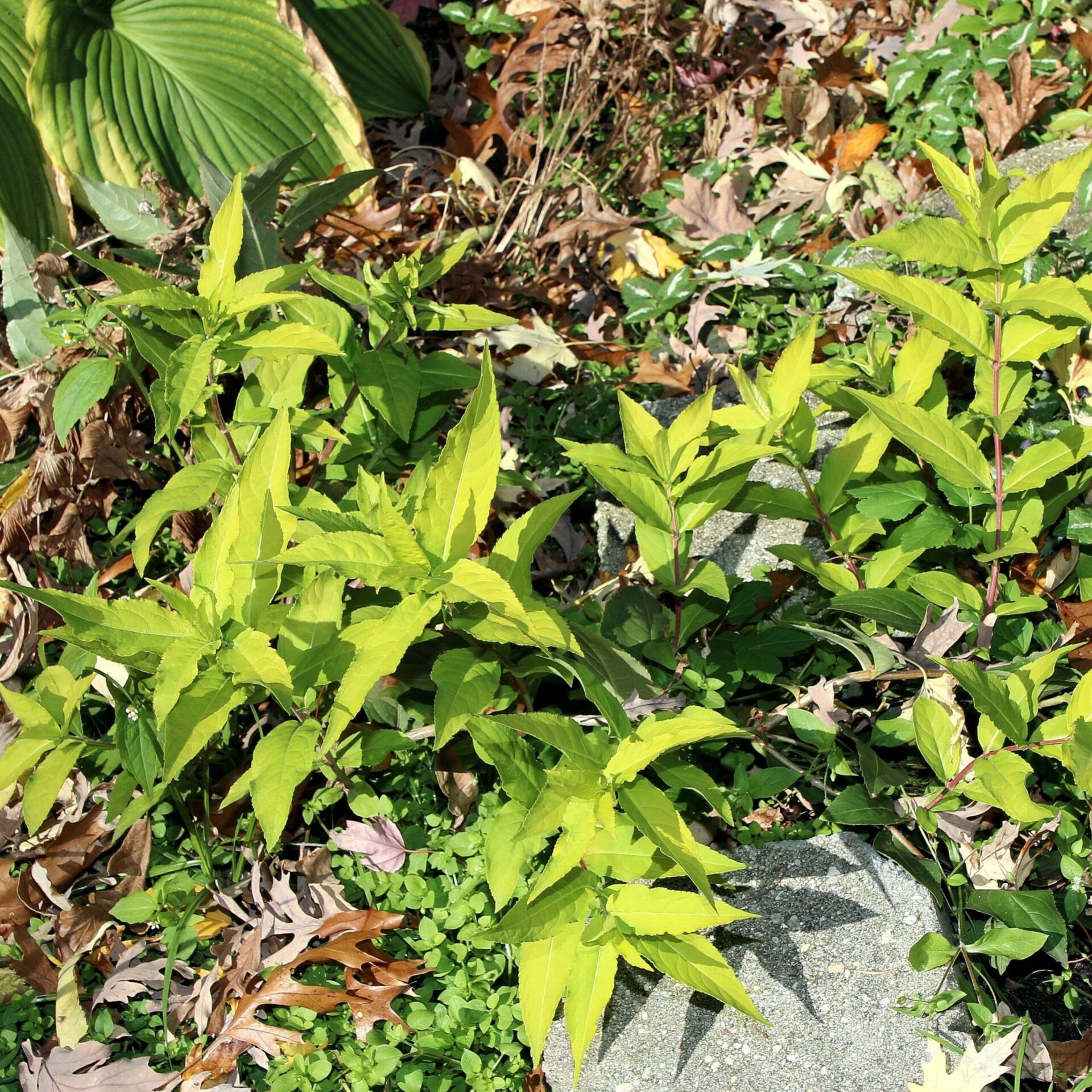 Mountain Bush Honeysuckle (Diervilla rivularis 'Honeybee')
