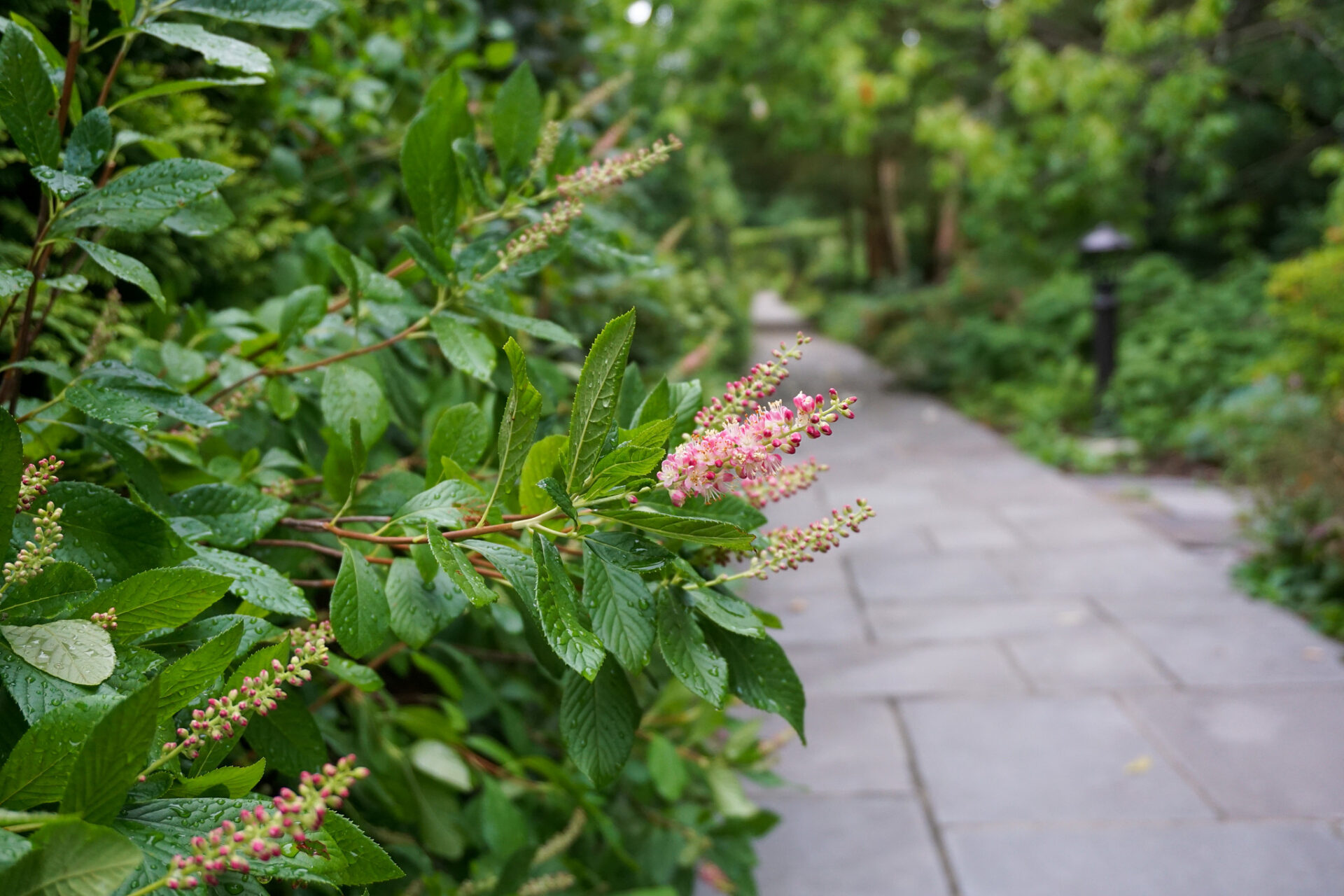 Pink Summersweet (Clethra alnifolia 'Ruby Spice')