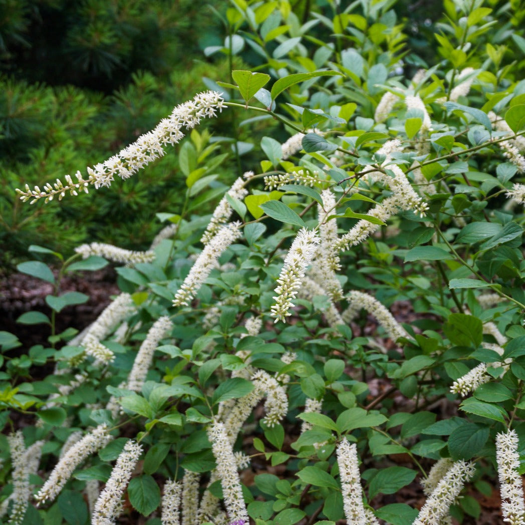 Virginia Sweetspire (Itea virginica 'Fizzy Mizzy')