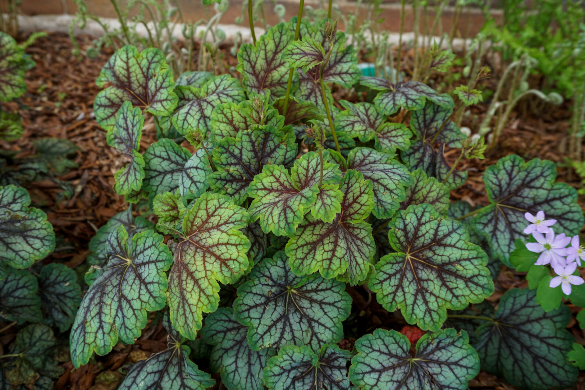 American Alumroot (Heuchera americana 'Dale's Strain')