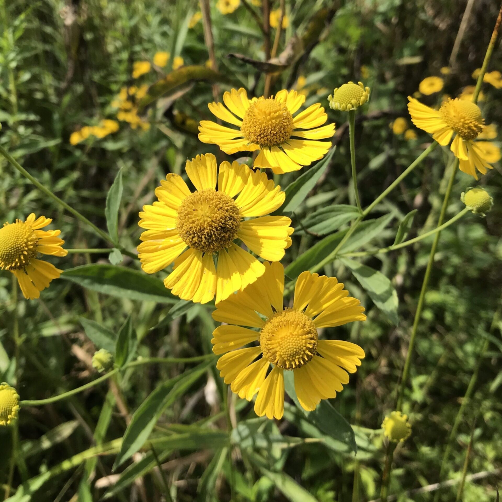 Helen's Flower (Helenium autumnale)